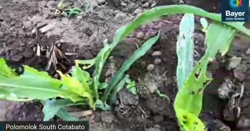 Corn farmers in Isabela, Cotabato successfully avoid 80% potential ...