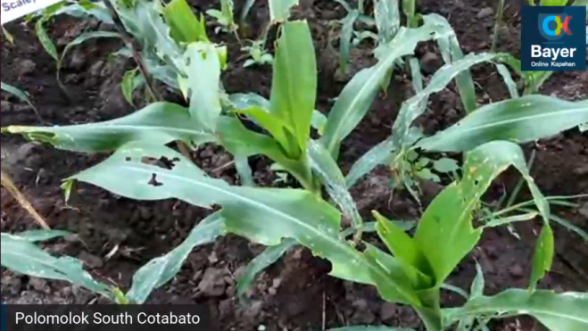 Registration obtained for crop protection against notorious Fall ...