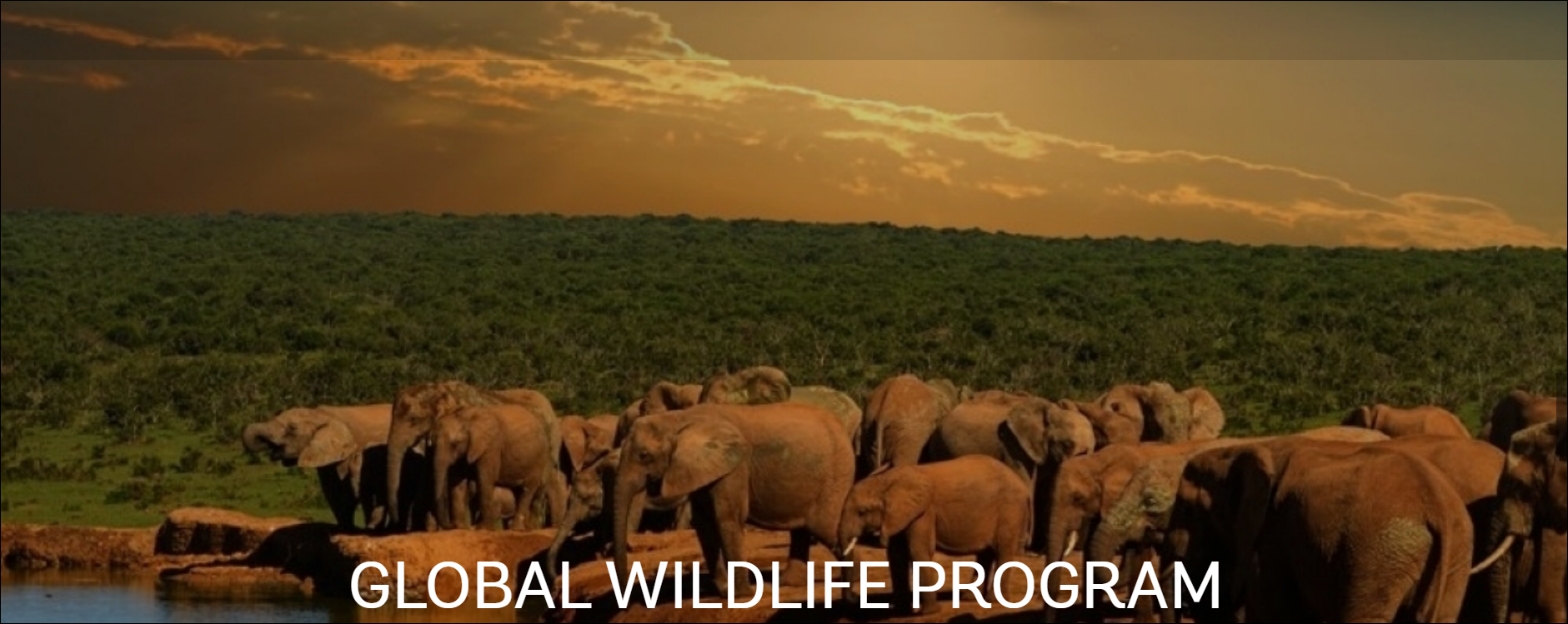 Philippines wins Global Wildlife Programme award as it combats illegal ...