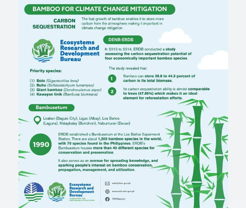 Propagation of climate-smart bamboo on 1,500 towns nationwide signed by ...